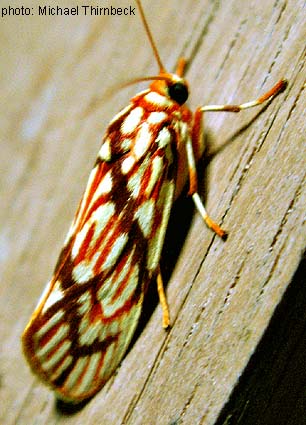 Papua Insects Foundation (Lepidoptera/Lacturidae)